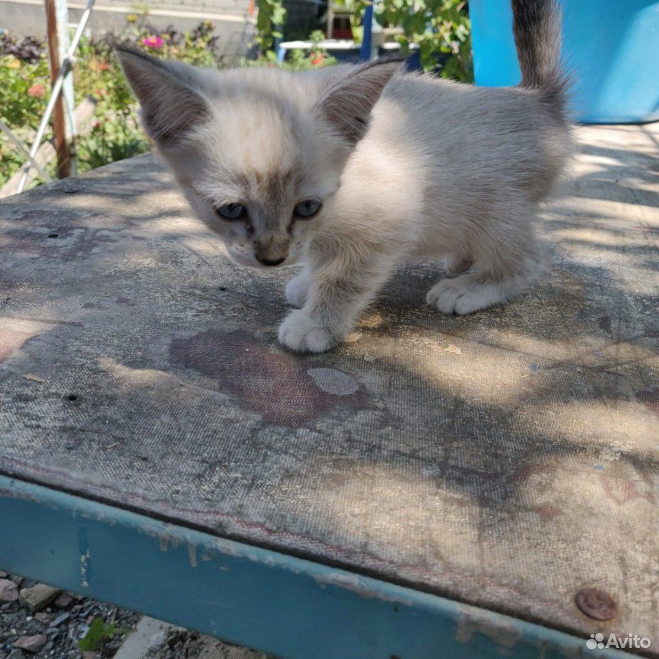 Сноу Шу,и сиамские