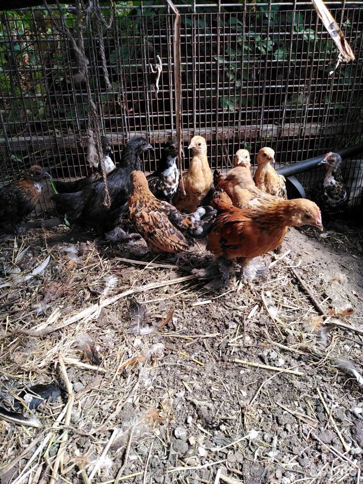 Куры бентамки молодые