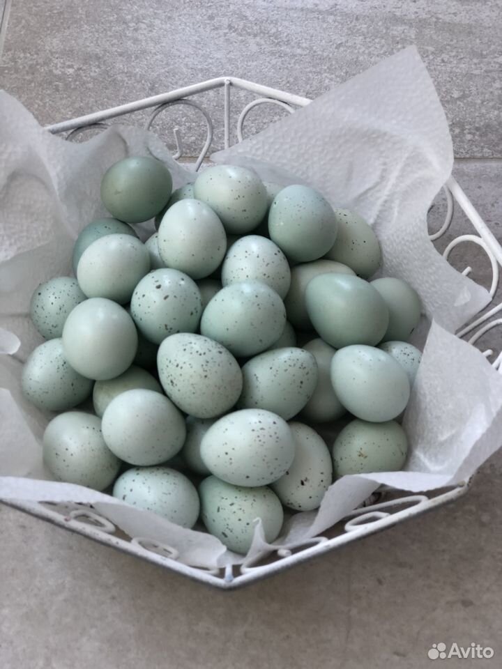 Инкубационное Яйцо селадонов (целадонов)