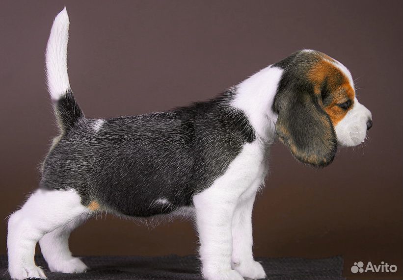 Щенок бигля