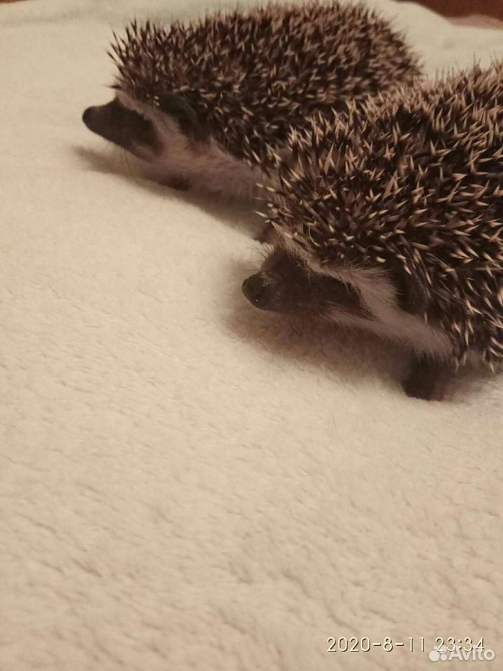 Ёжики карликовые