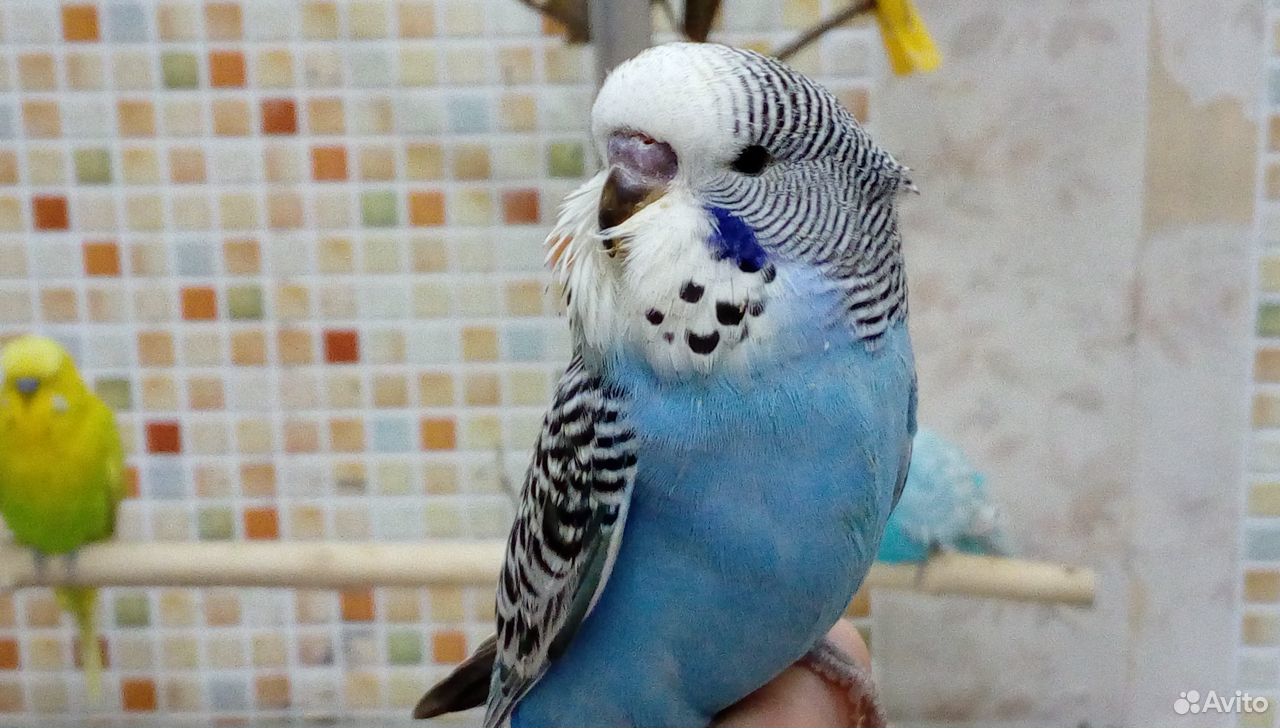 Птенчик, самечик, черноклювик