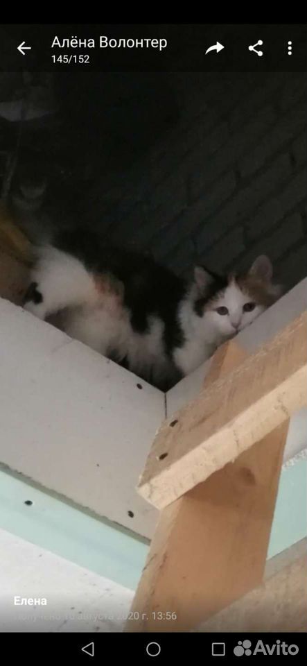 Кошка подросток