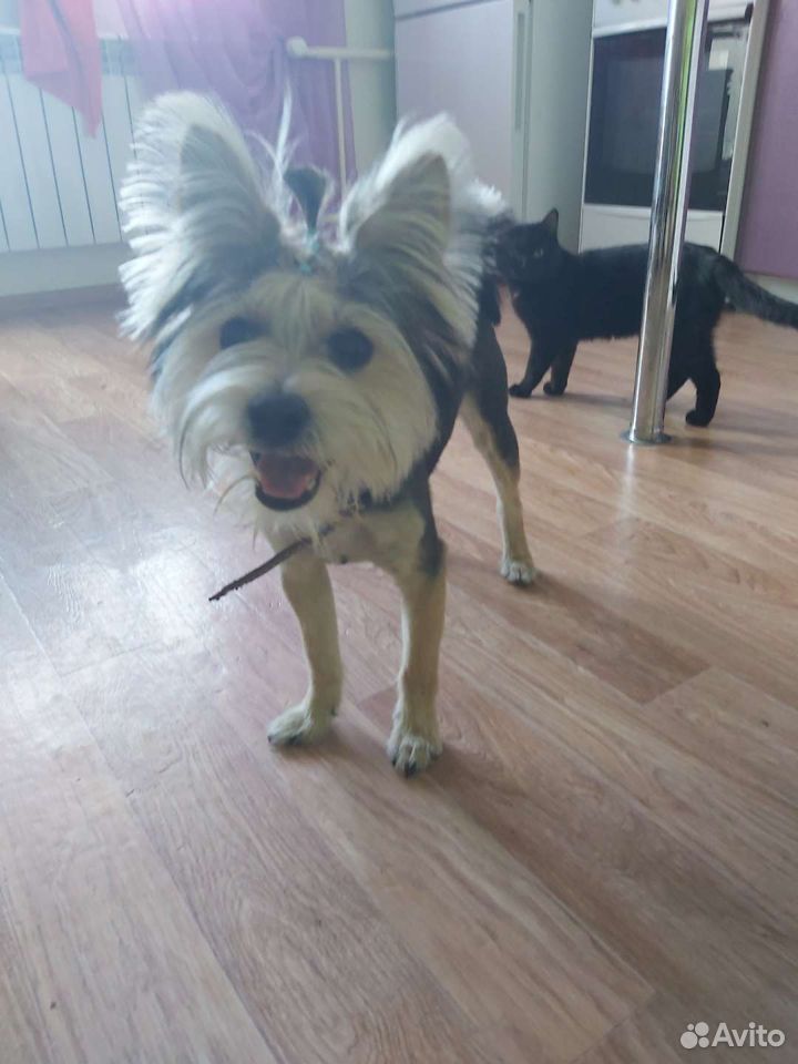 Йоркширский терьер