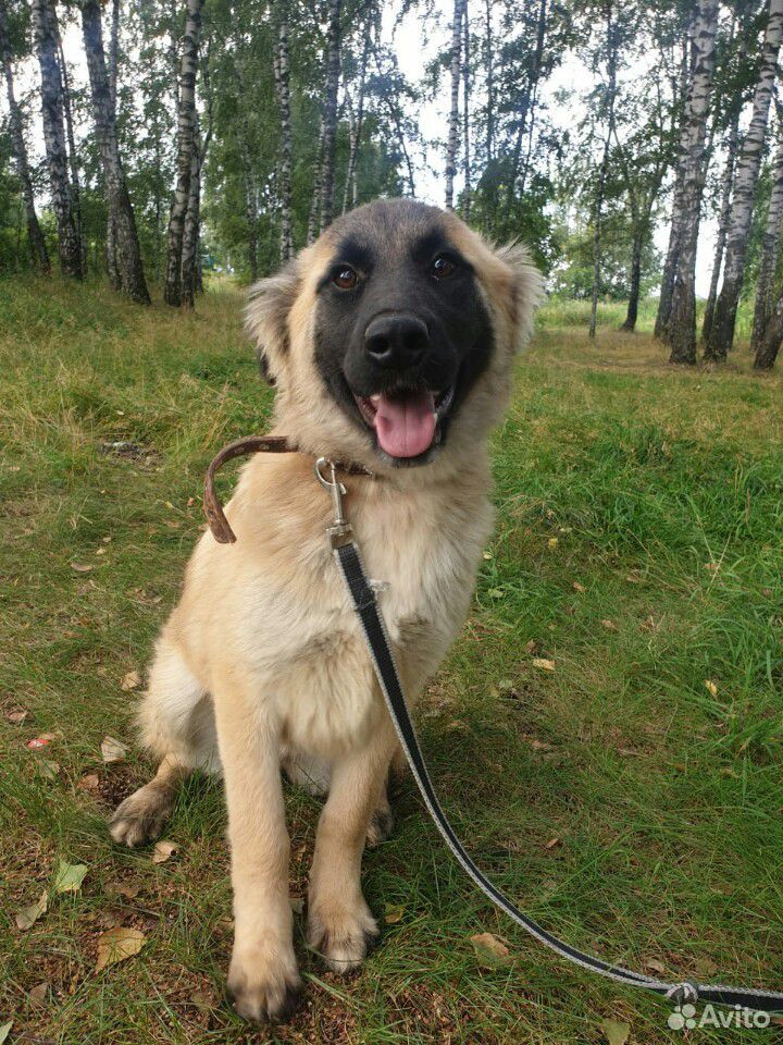 Отдам щенка из приюта