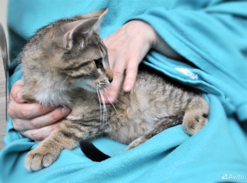 Котёнок 3х месяцев в добрые руки
