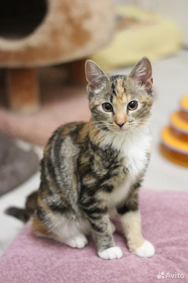 Котенок девочка необычного окраса