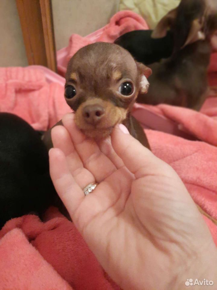 Русский той-терьер