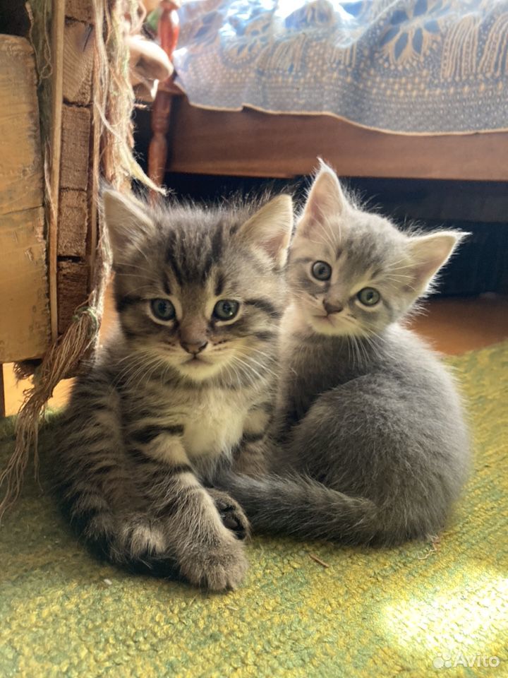Котята в дар