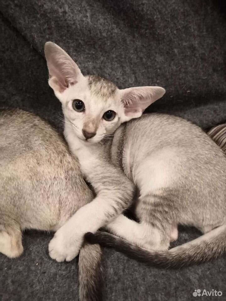 Ориентальный котенок