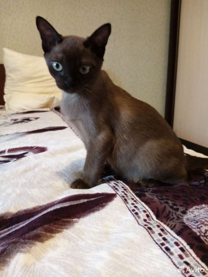 Котик бурмы соболь
