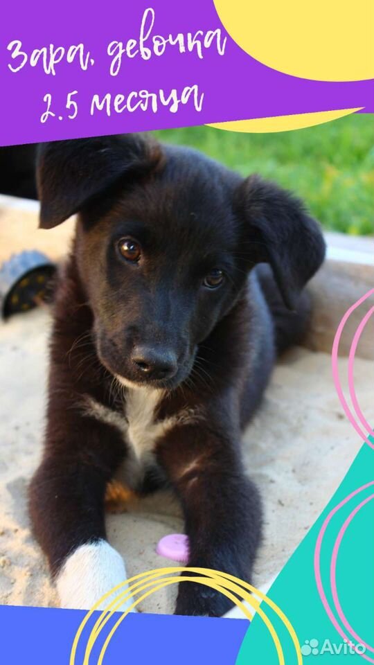 Щенок девочка Зара, 2.5 месяца