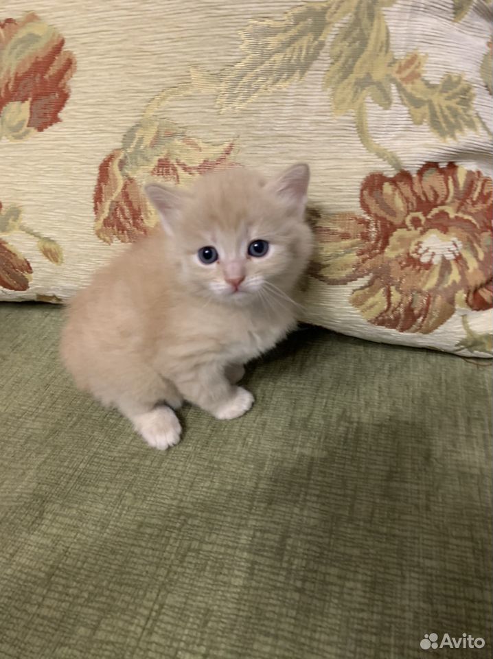 Котята меньше месяца