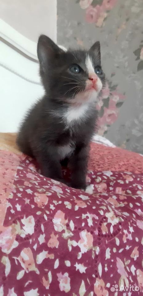 Котятки (мальчишки)