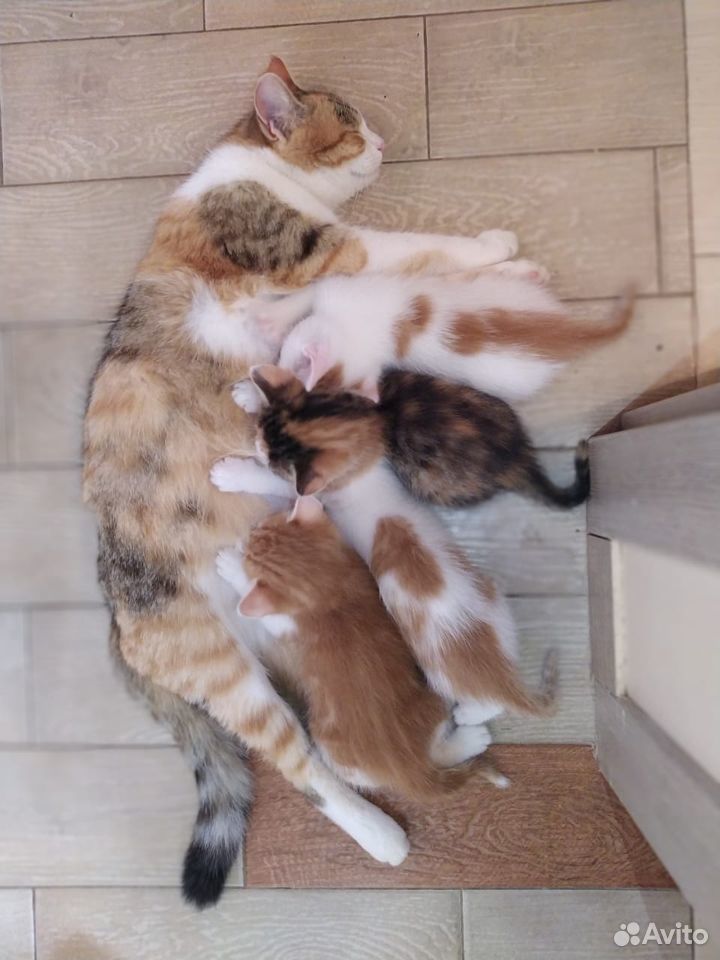 Отдам симпатичных котят в добрые руки