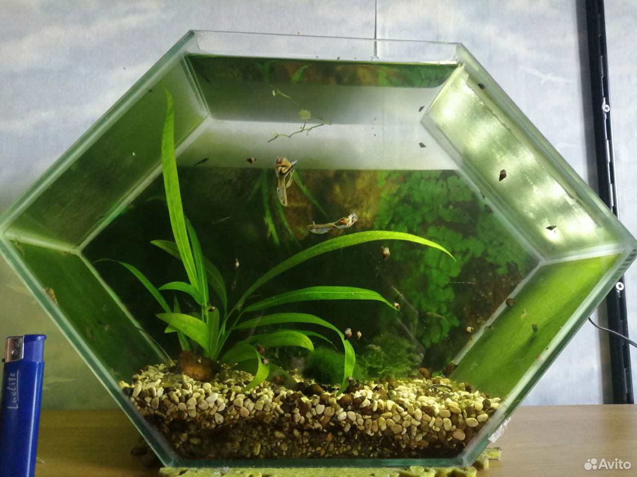 Аквариум нано