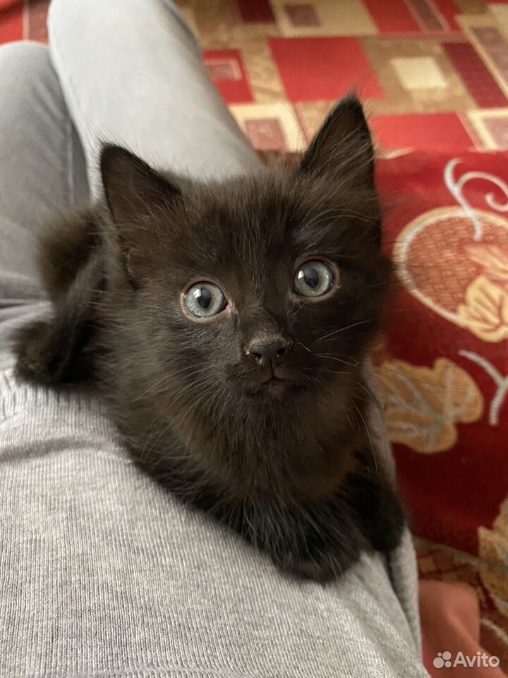 Чудесные котята 1,5 месяца