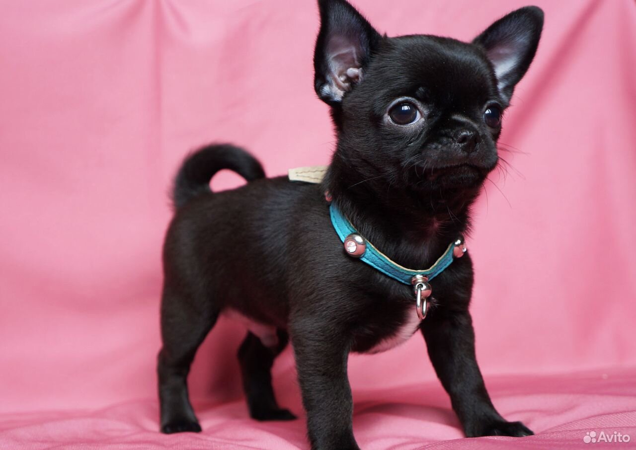 Черненький Гномик