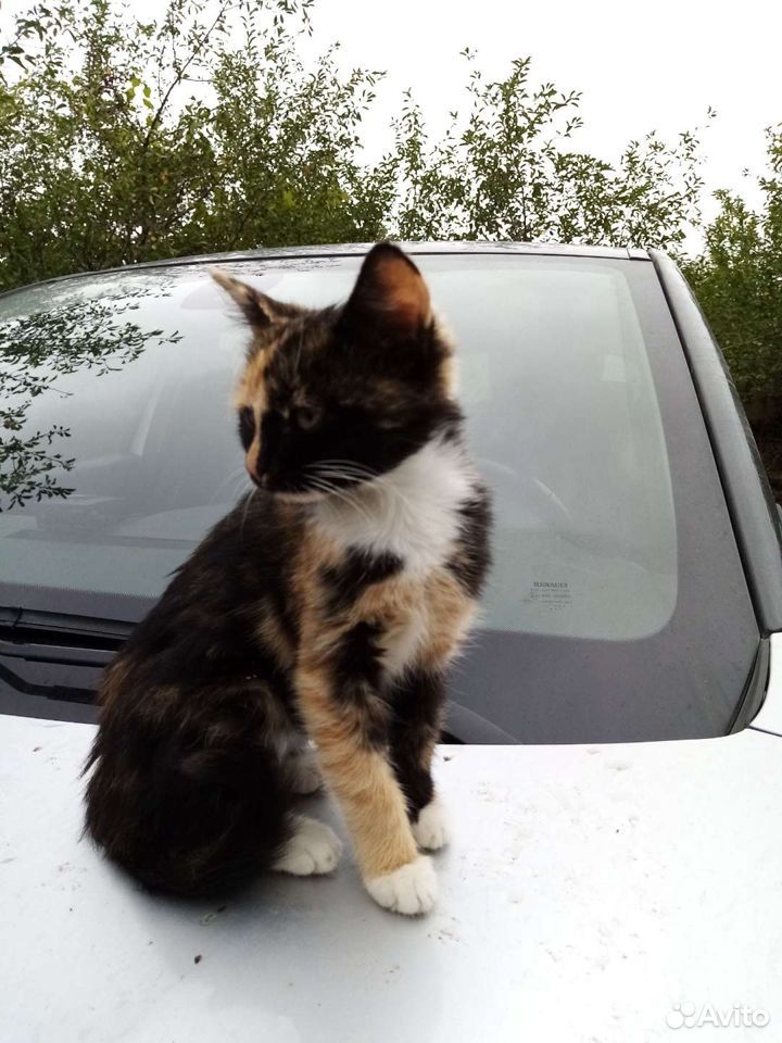 Кошка