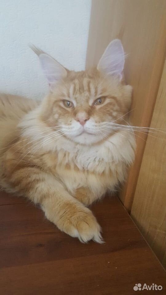 Потерялся котик