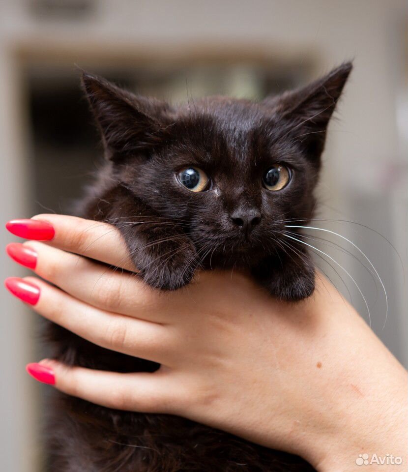 Котенок Пуся ждет семью