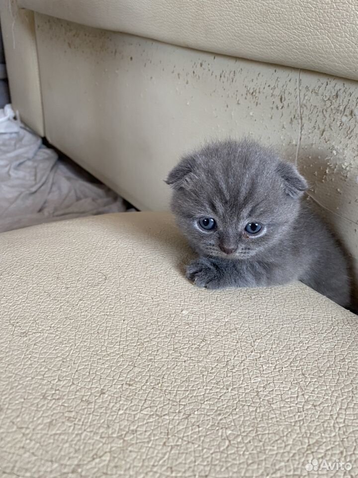 Шотландская вислоухая