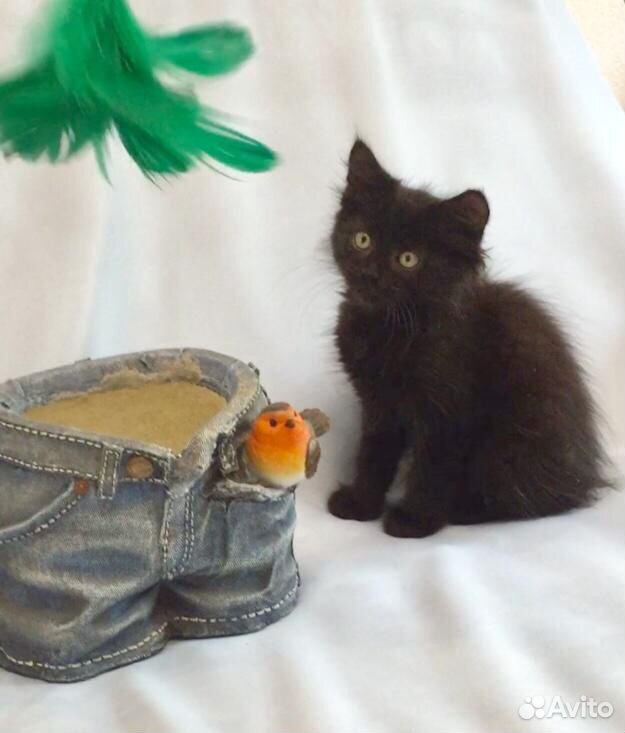 Котенок (мальчик, 2.5 месяца) в дар