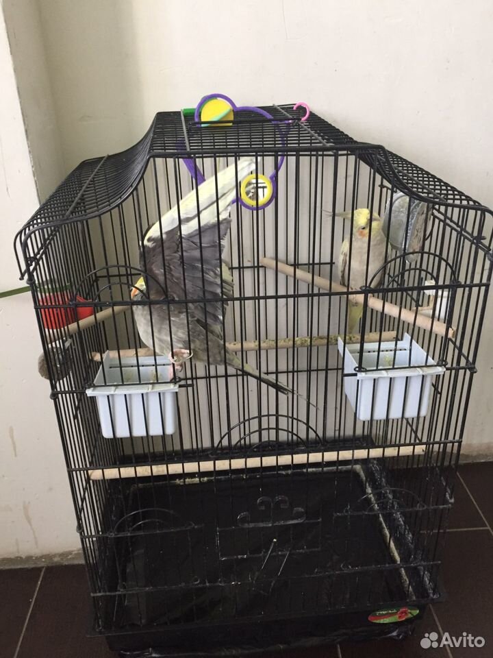 Клетка с попугаями Карелла