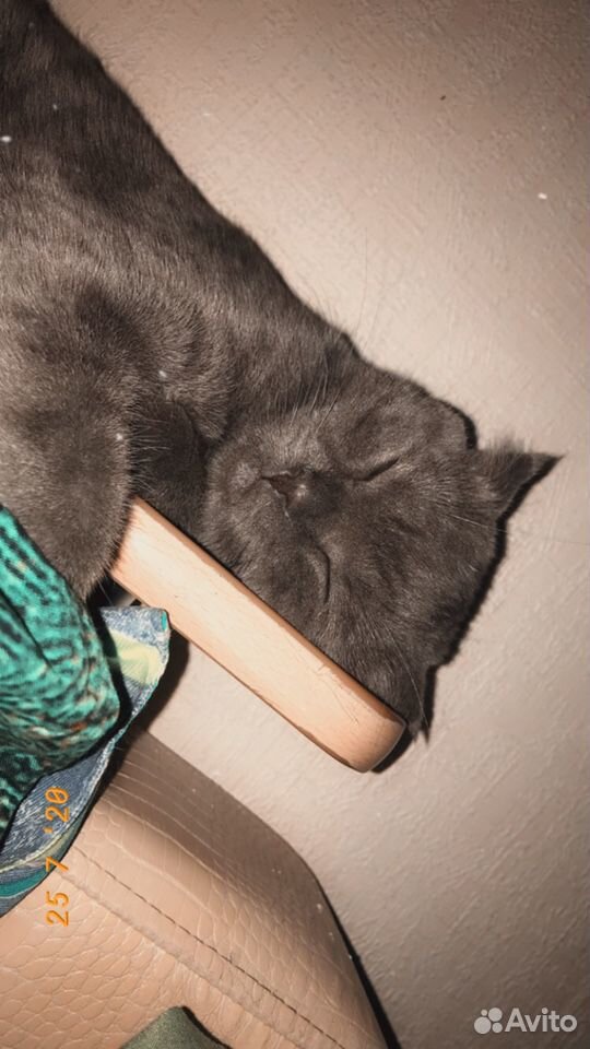 Кошечка, британка-вислоухая