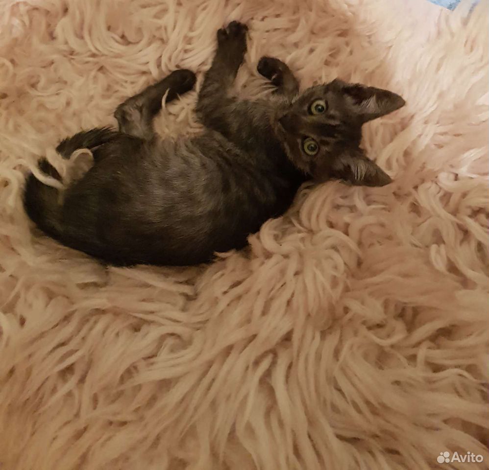 Котёнок без лапки ищет семью