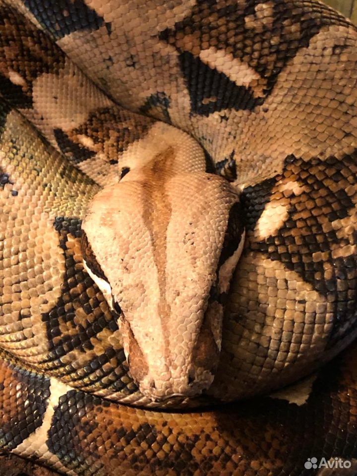 Императорский удав (Boa Constrictor)