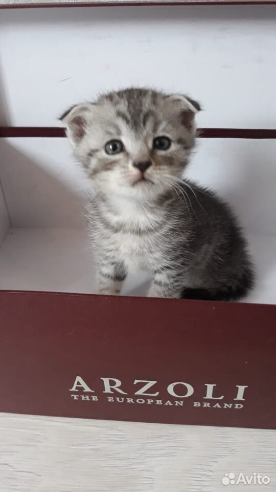 Котята