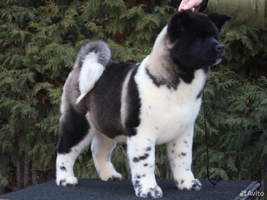 Американская акита из питомника в добрые руки