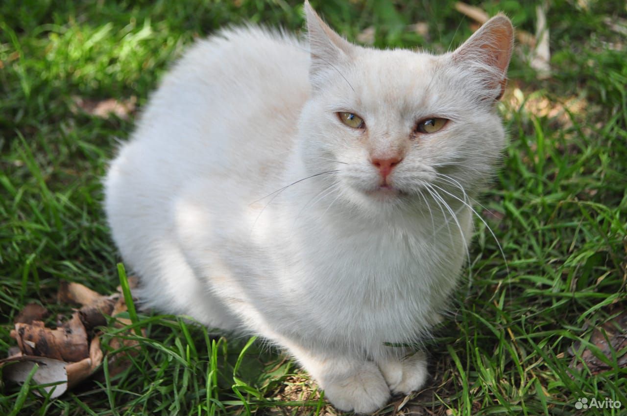 Кошка Бэль осталась в садоводстве