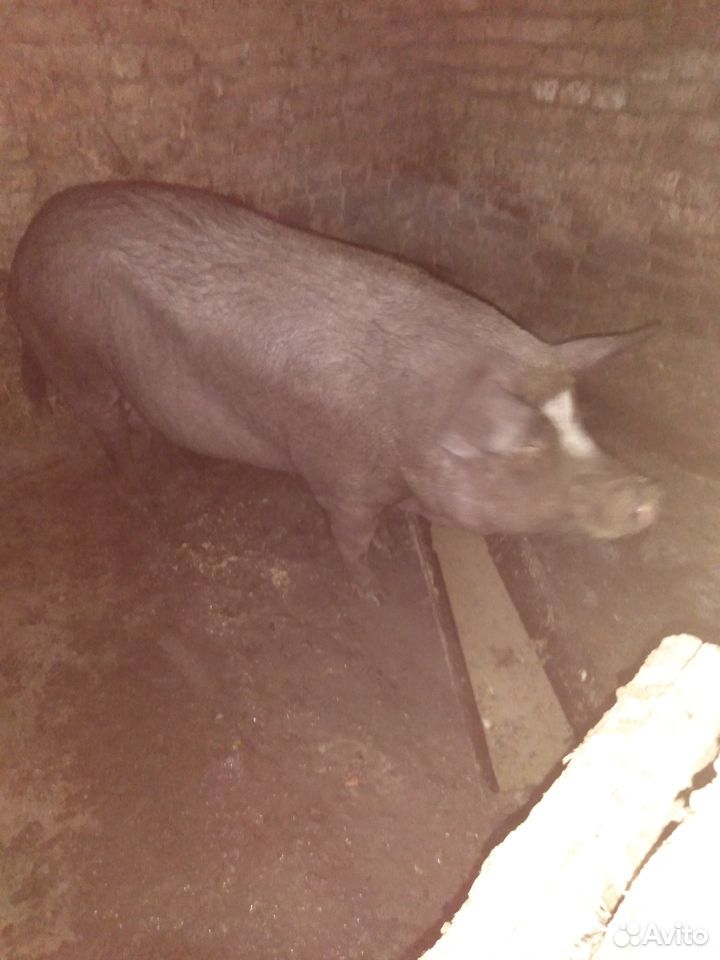 Свиноматка