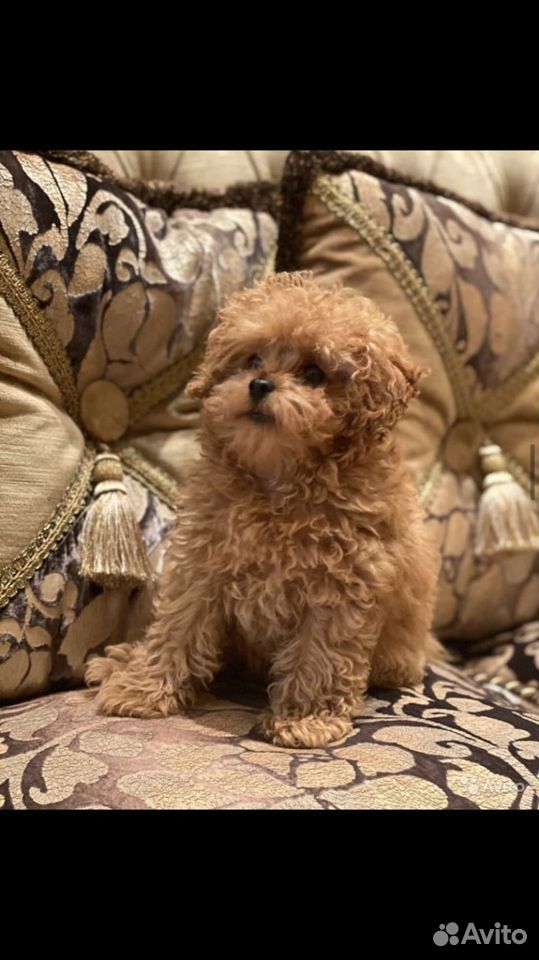 Выгуливаю собак