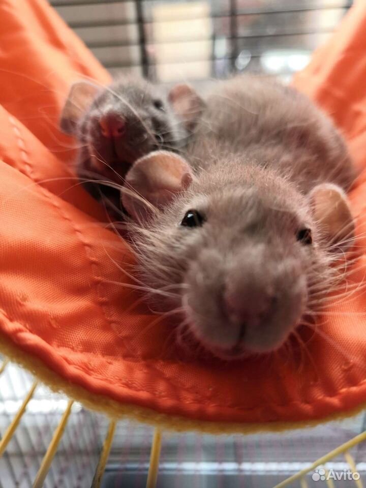 Крысавозможен торг