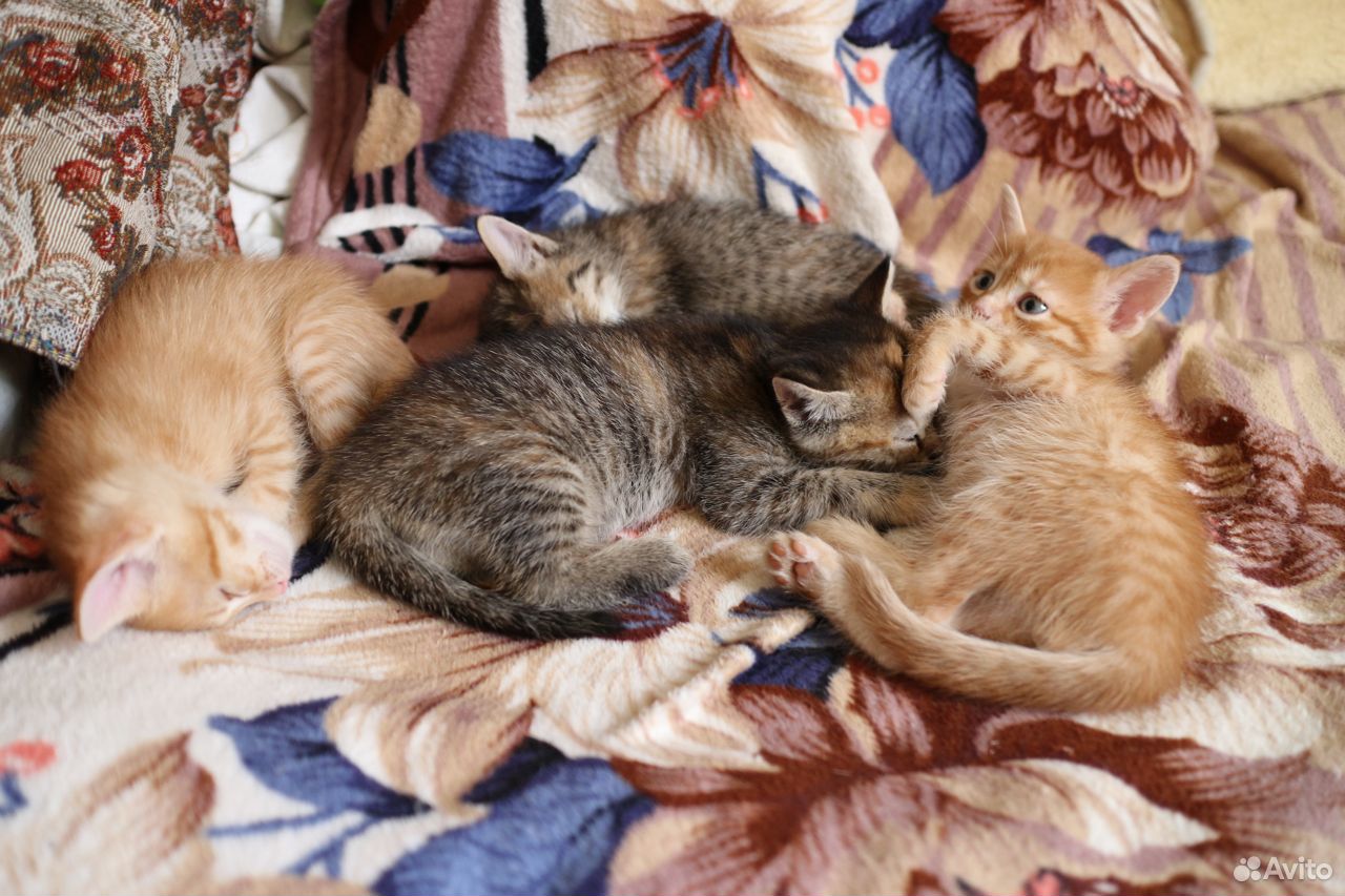 Котята