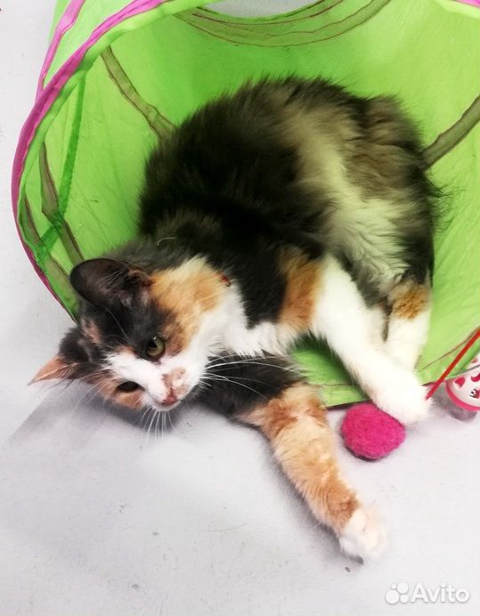 Ласковая юная кошечка живописного окраса
