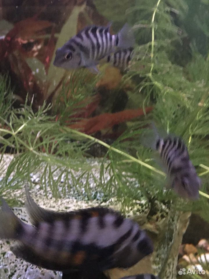 Чернополосые цихлиды