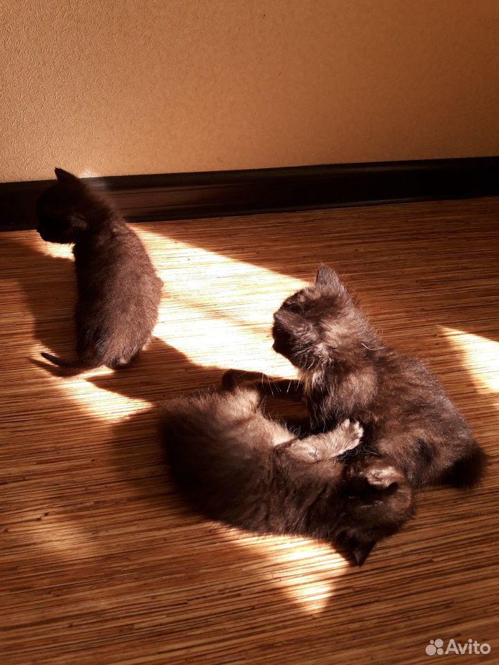 Отдам котят в любящие руки