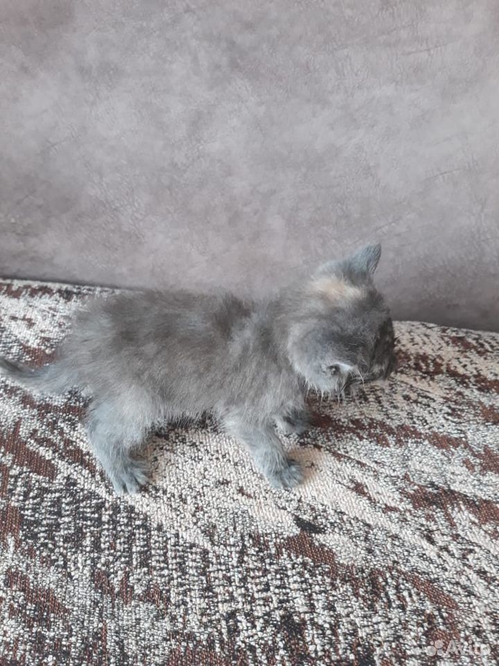 Кошка