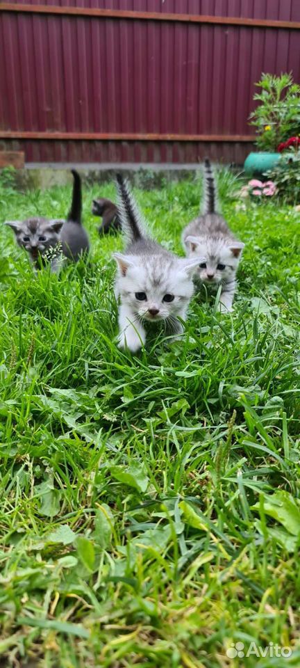 Котята в добрые