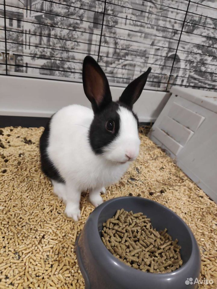 Декоративный кролик