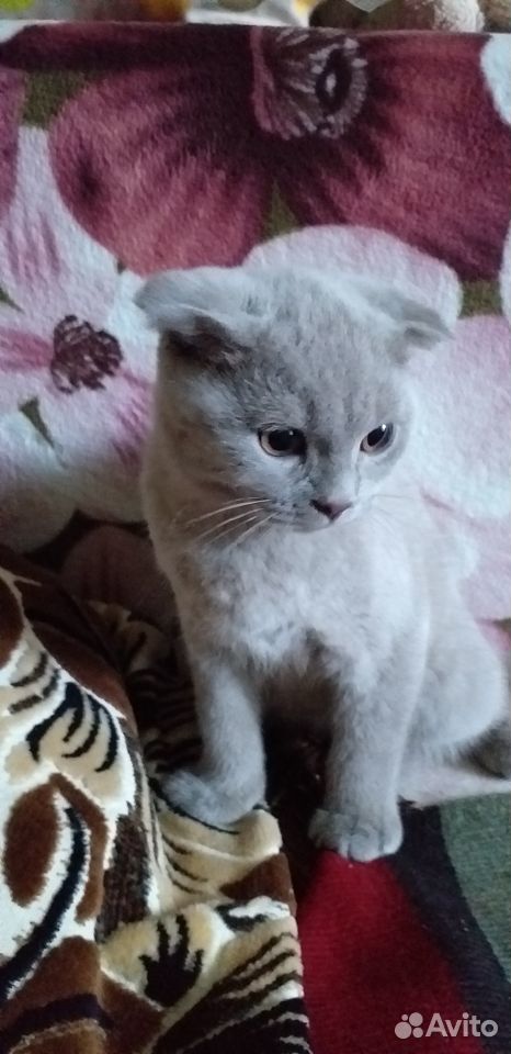 Британский котёнок мальчик вислоухий 4 месяцев