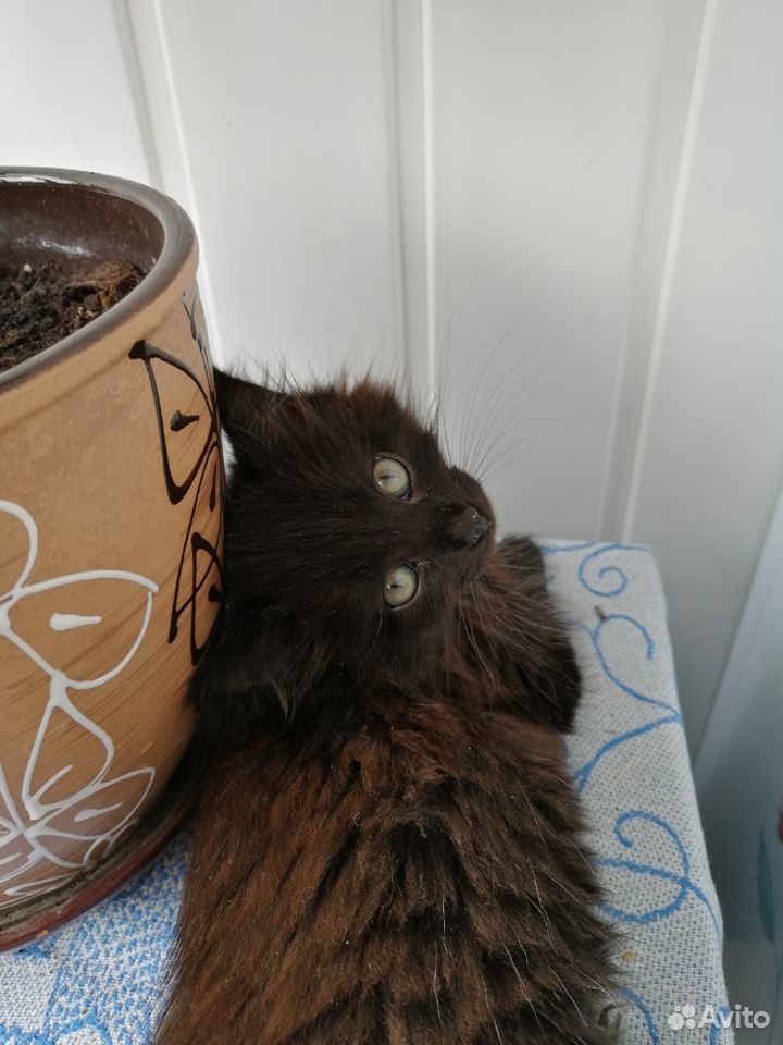 Котенька Татуся ищет дом