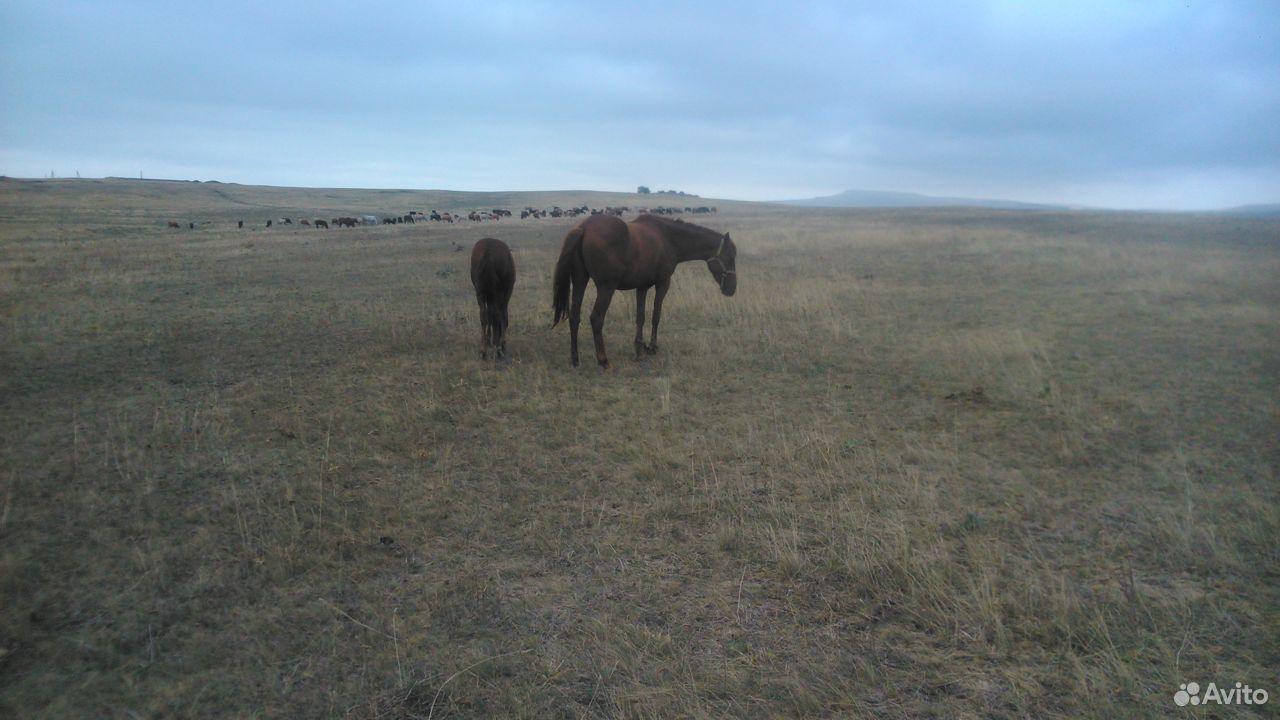 Кобыла с жеребенком