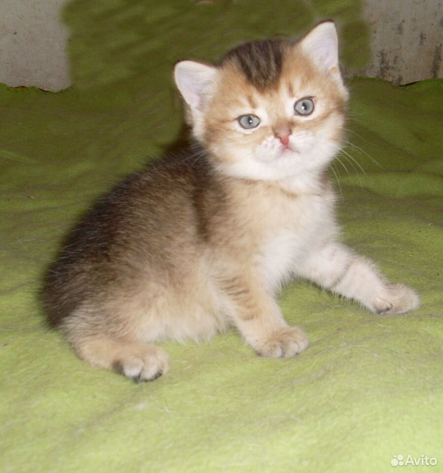 Золотая шотландочка 2 мес