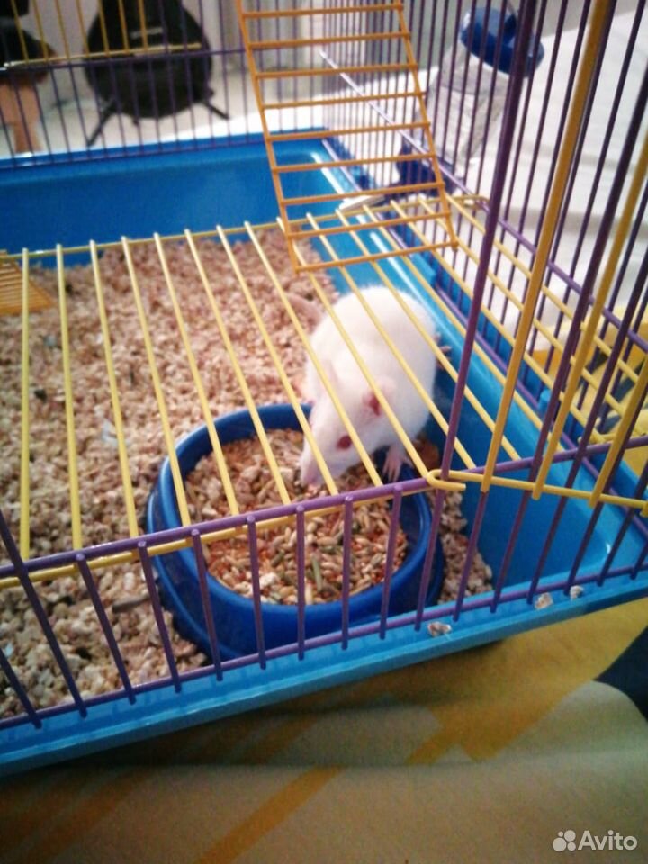 Крыса дамбо с клеткой