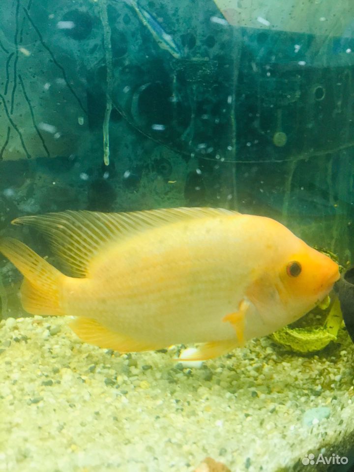 Цихлида Лабиатум